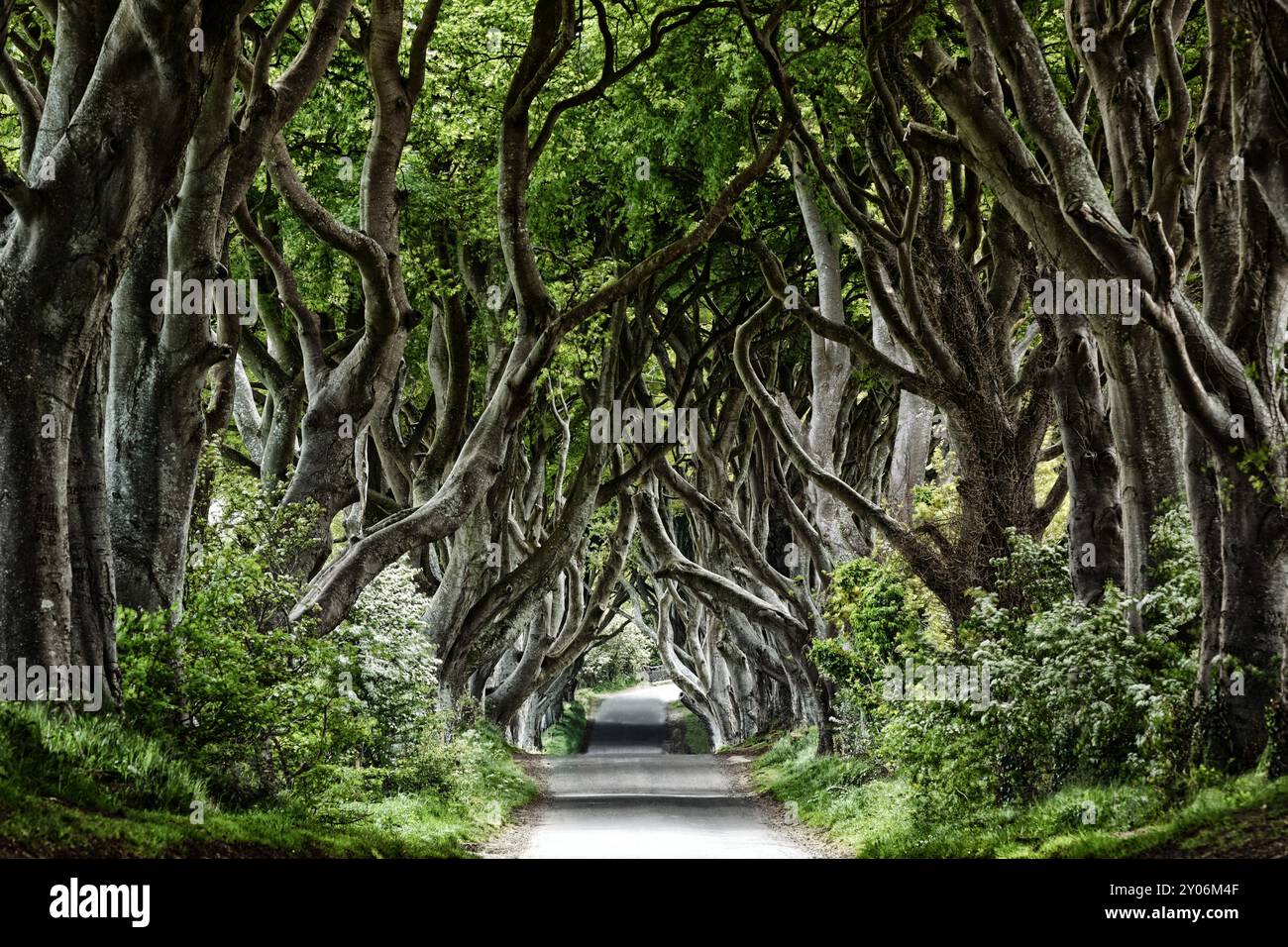Beech Avenue, Dark Hedges, Northern Ireland Stock Photo - Alamy