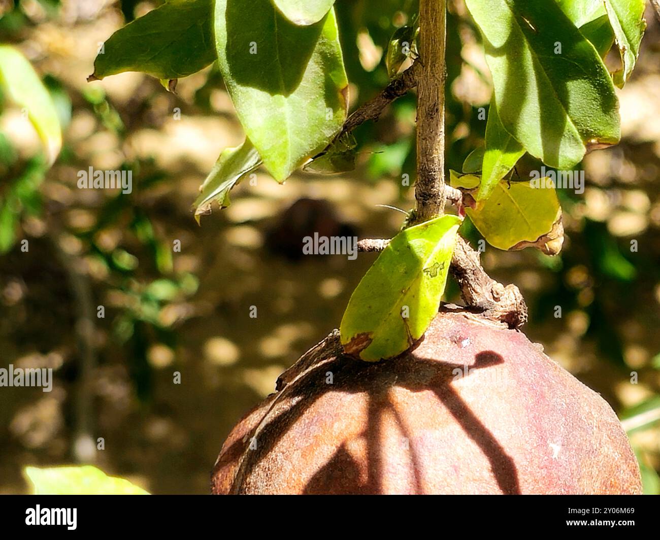 Green bugs on the leaves of pomegranate fruit branch, with rotten and ...