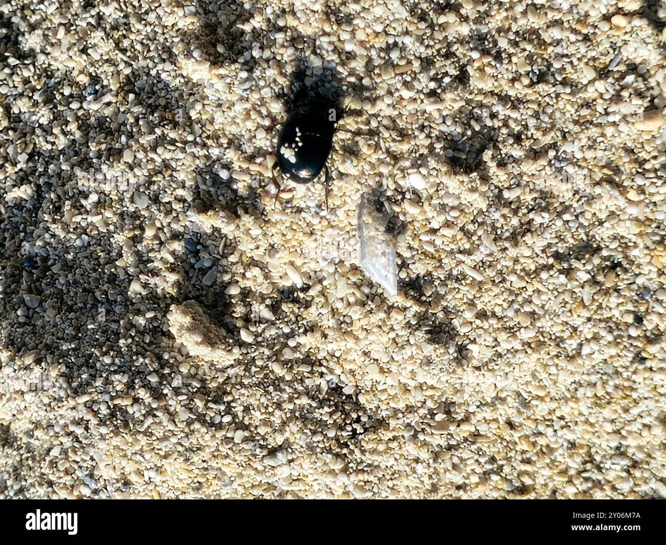 a small black sand insect, a beach black bug seems like a beetle ...