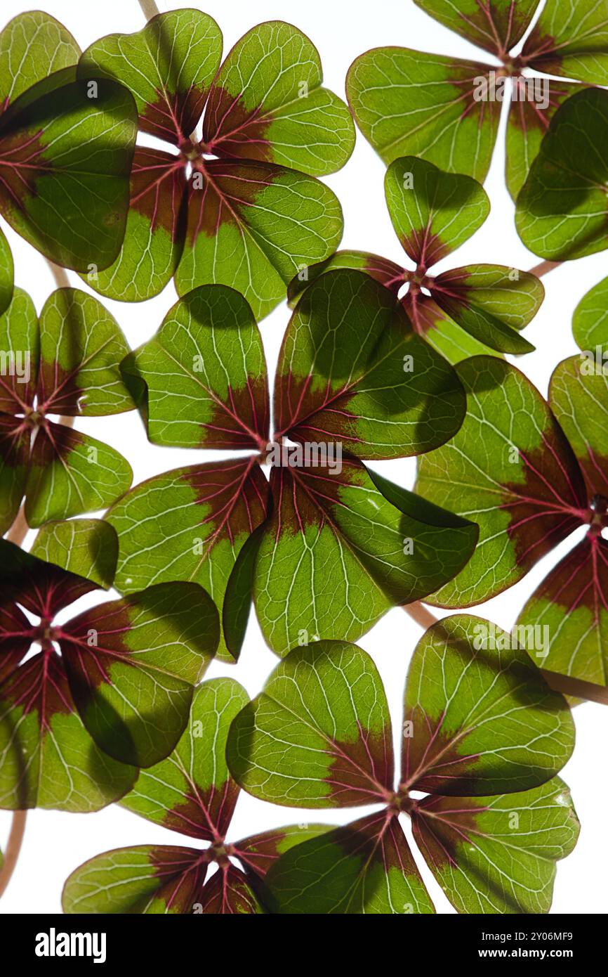 Four-leaf clovers on a white background Stock Photo - Alamy