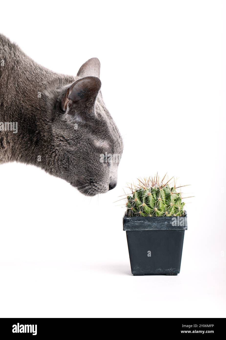 Russian blue breed cat examines prickly cactus Stock Photo - Alamy