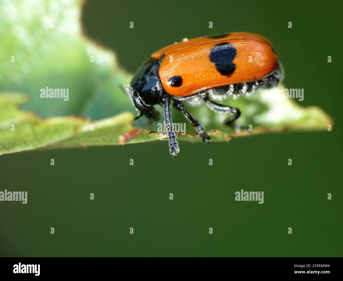 Ameisen blattkaefer hi-res stock photography and images - Alamy