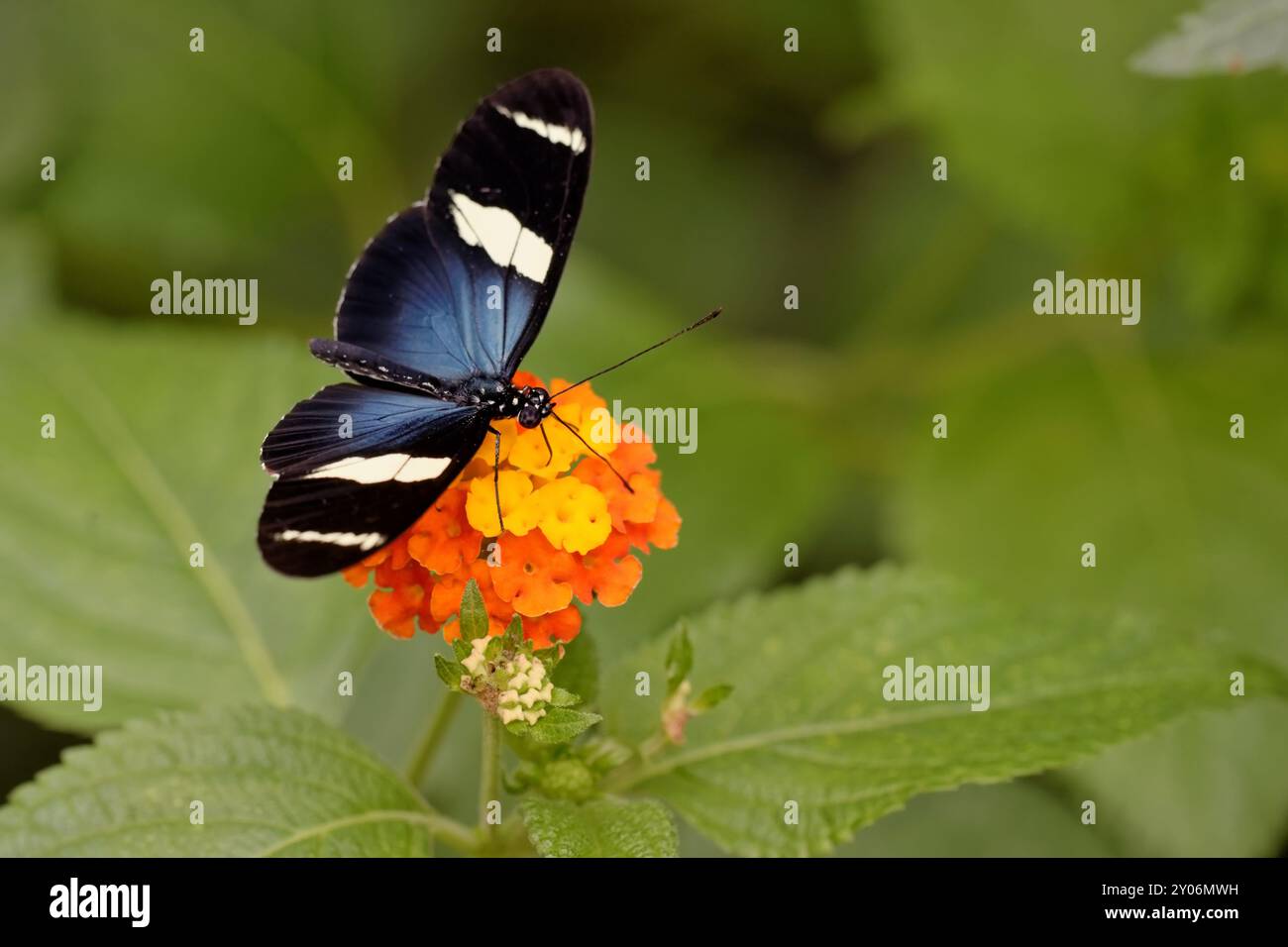 Mexican butterfly weed flowering hi-res stock photography and images ...