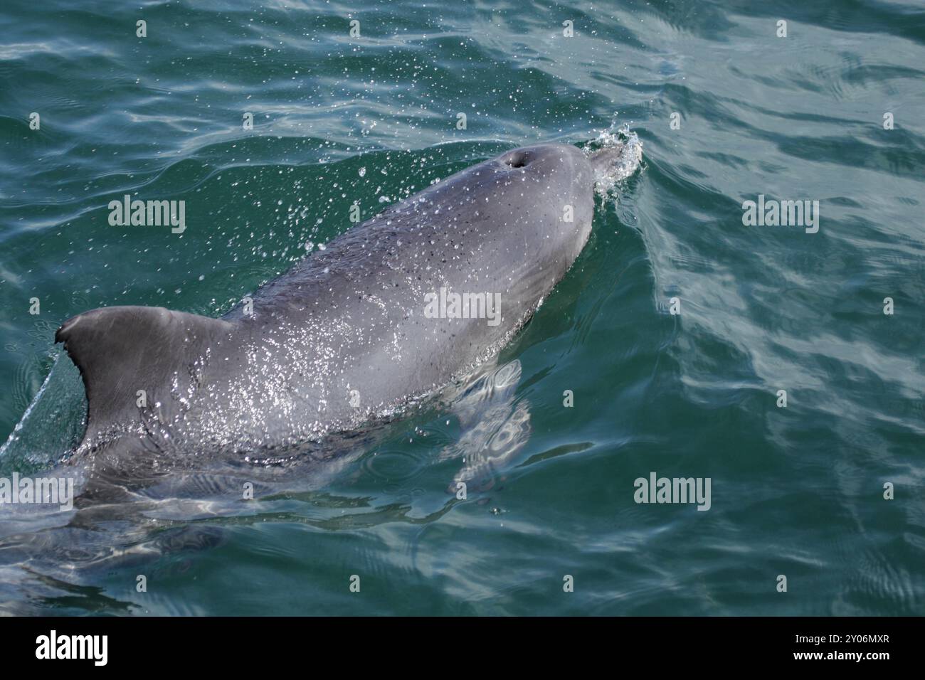 Indo-pacific humpback dolphin (Sousa chinensis) swimming in the sea in ...