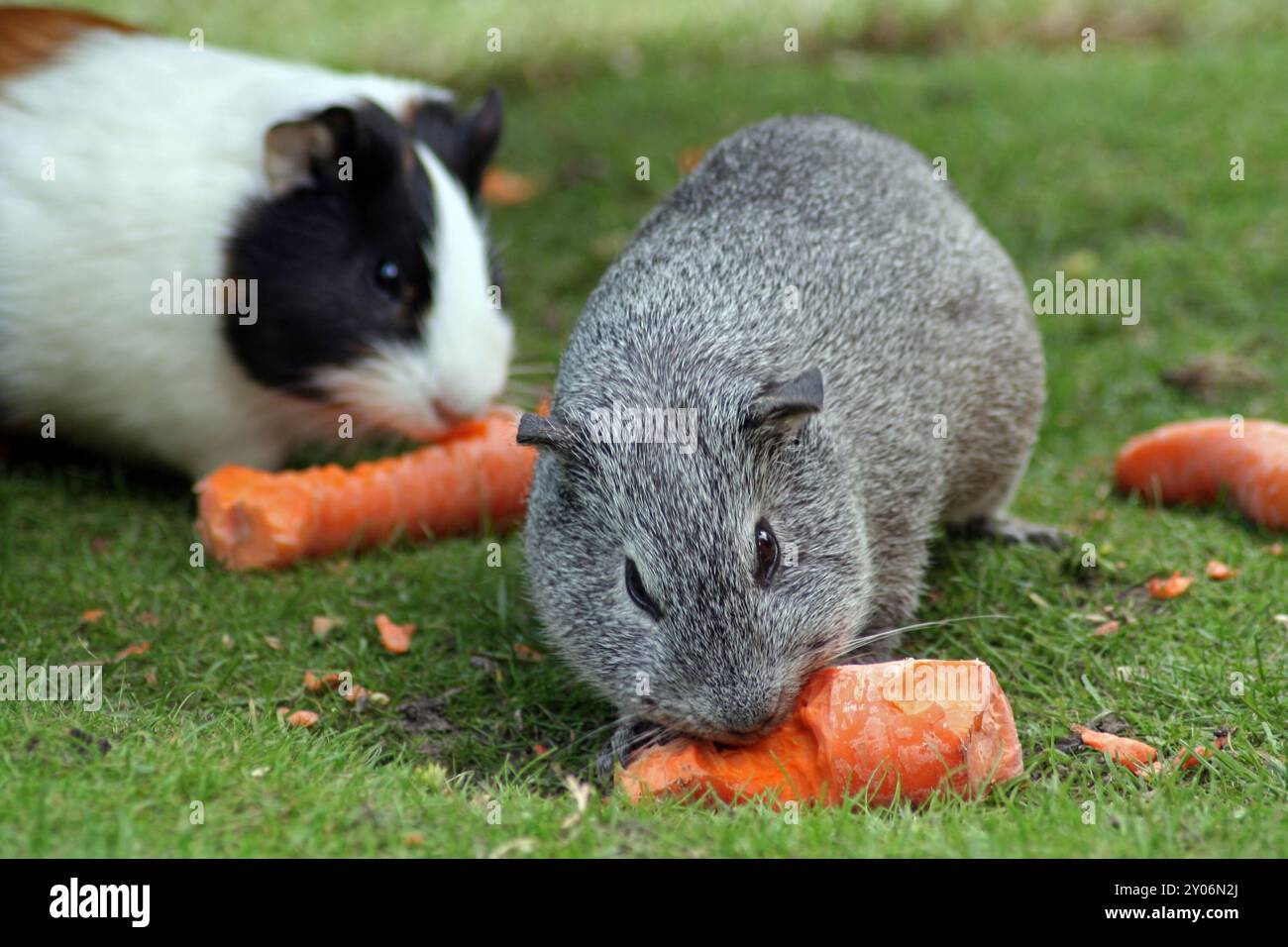 Mammal, rodent, rodent, guinea pig, domestic guinea pig ...