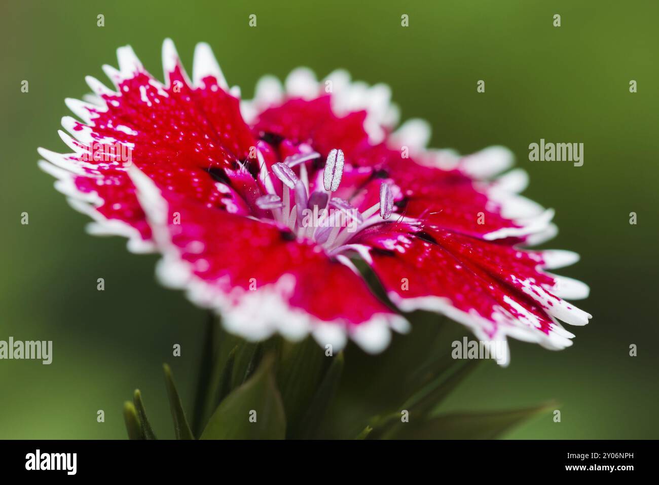 Closeup beautiful pink flower hi-res stock photography and images - Alamy