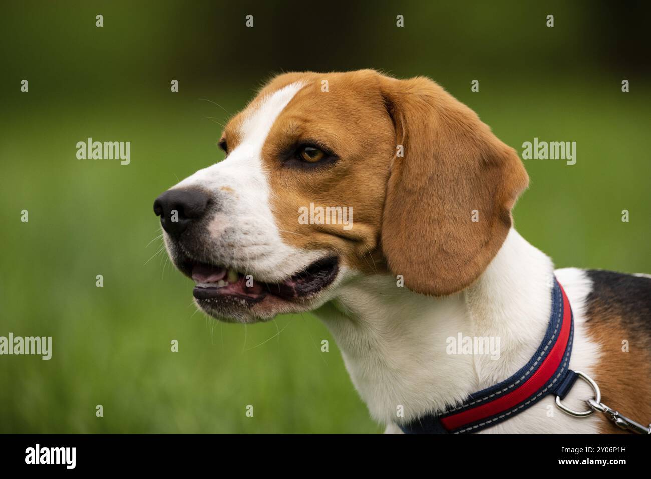 Portrait of Beagle dog outdoors in nature Dog themed background Stock ...