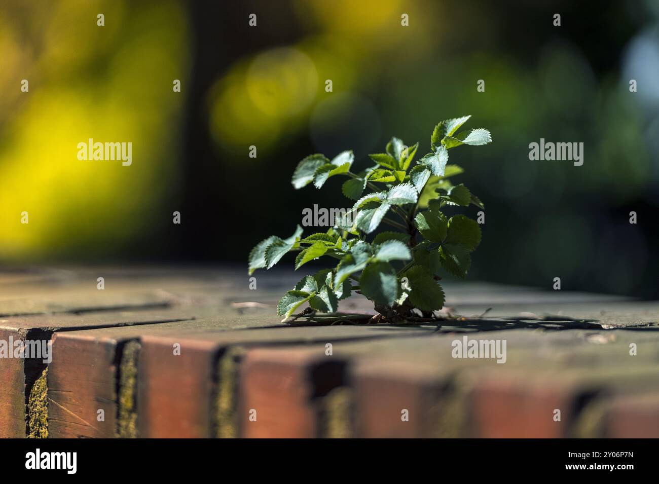 A small tree grows out of the joints of a brick wall Stock Photo - Alamy