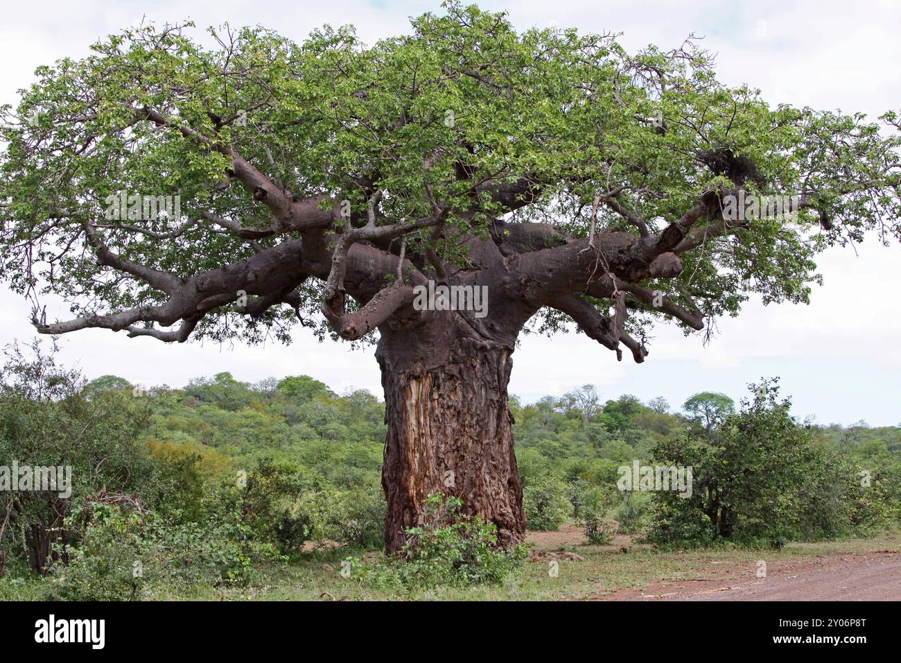 Baobab, Affenbrotbaum (Adansonia digitata), Suedafrika, Kruger ...