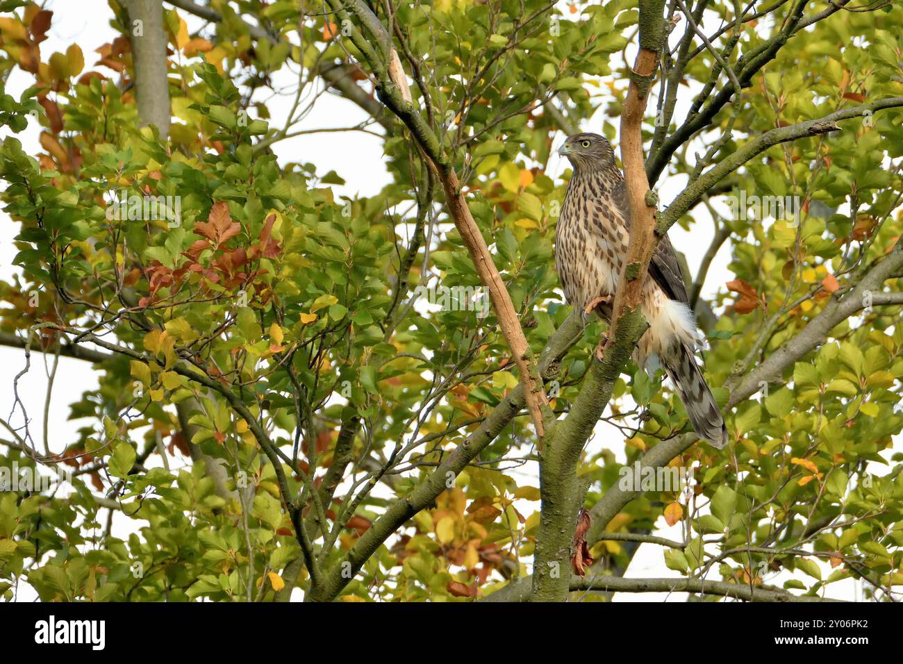 Buzzard in a tree Stock Photo - Alamy