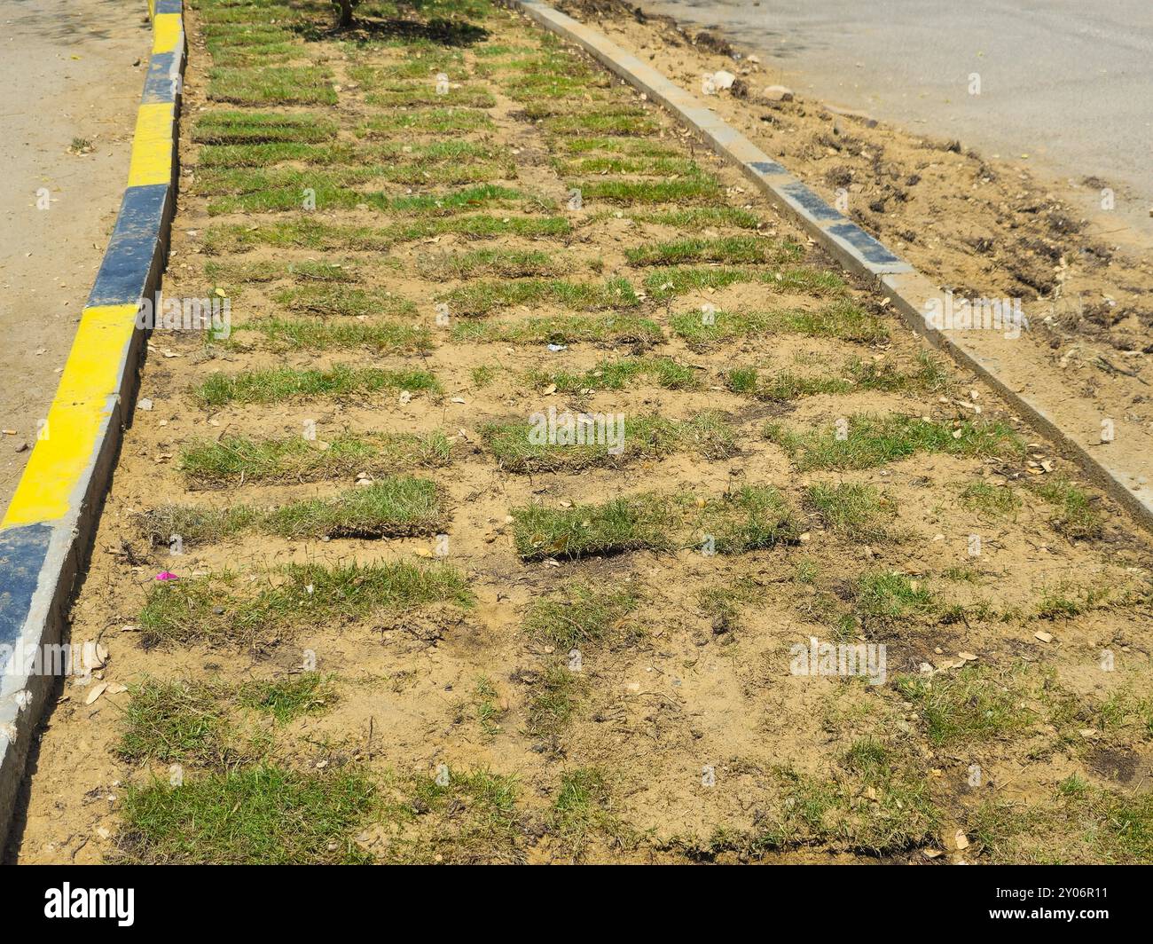 Transplanted Sod, Sod is the upper layer of turf that is harvested for ...