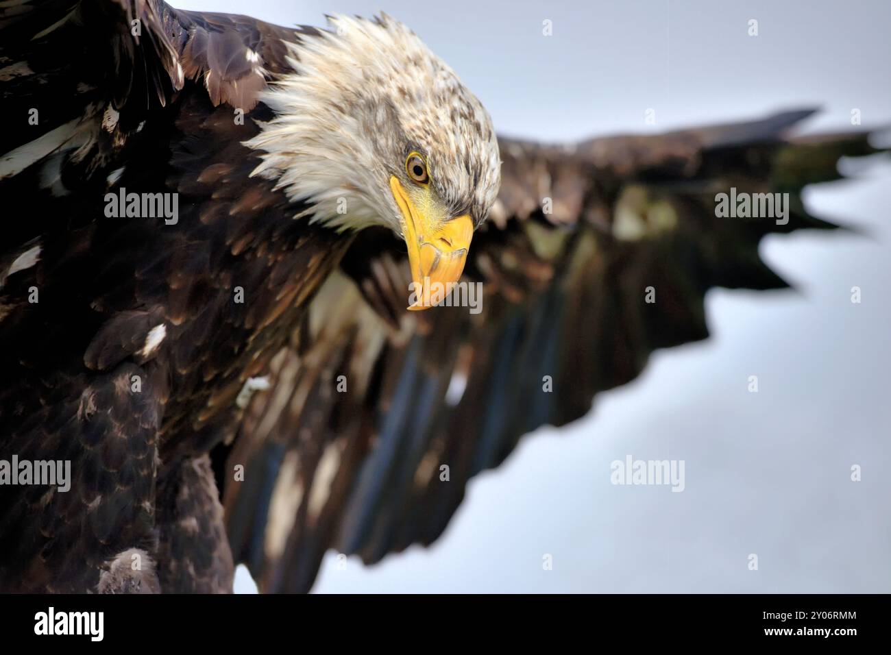 Bald eagle flaps its wings Stock Photo - Alamy