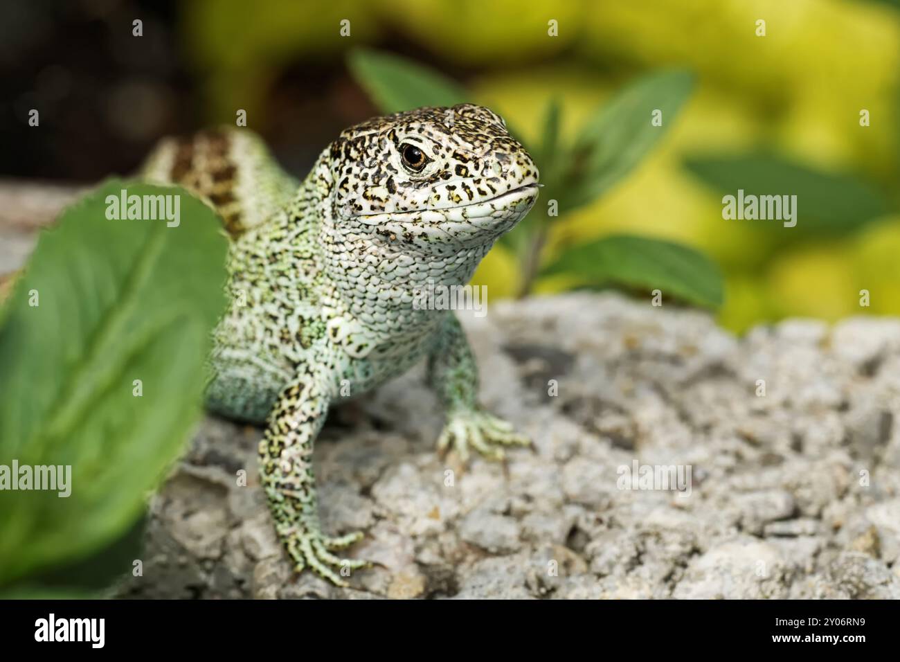Sand lizard male Stock Photo - Alamy