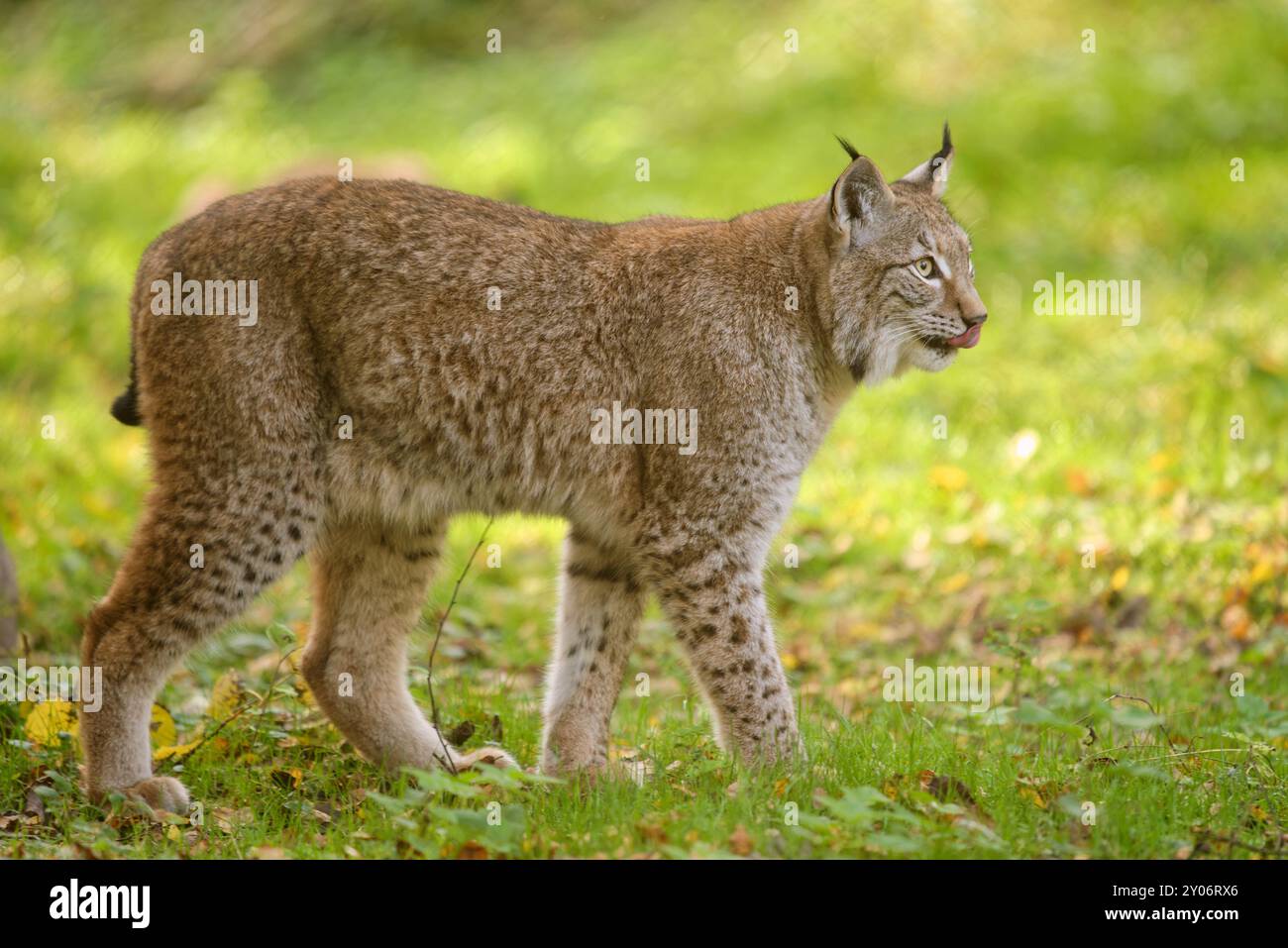 Lynx hunting food hi-res stock photography and images - Alamy
