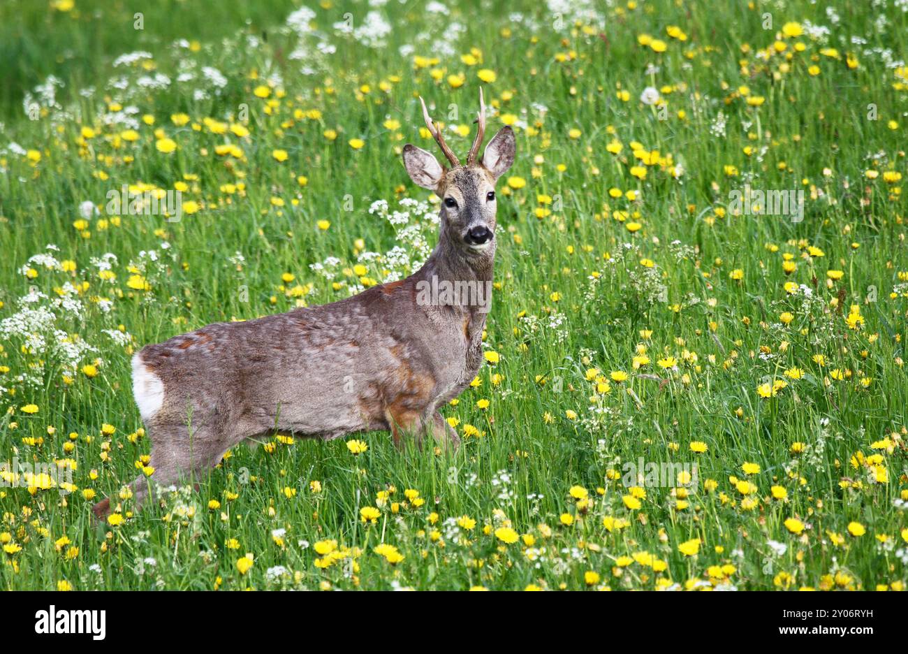 Roe bu hi-res stock photography and images - Alamy