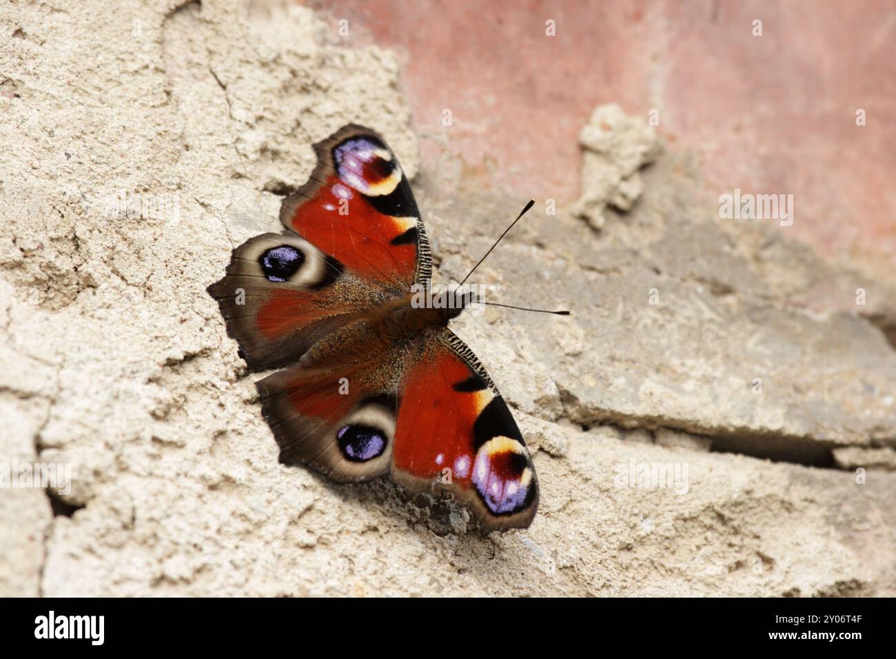 Butterfly sits on stone wall hi-res stock photography and images - Alamy