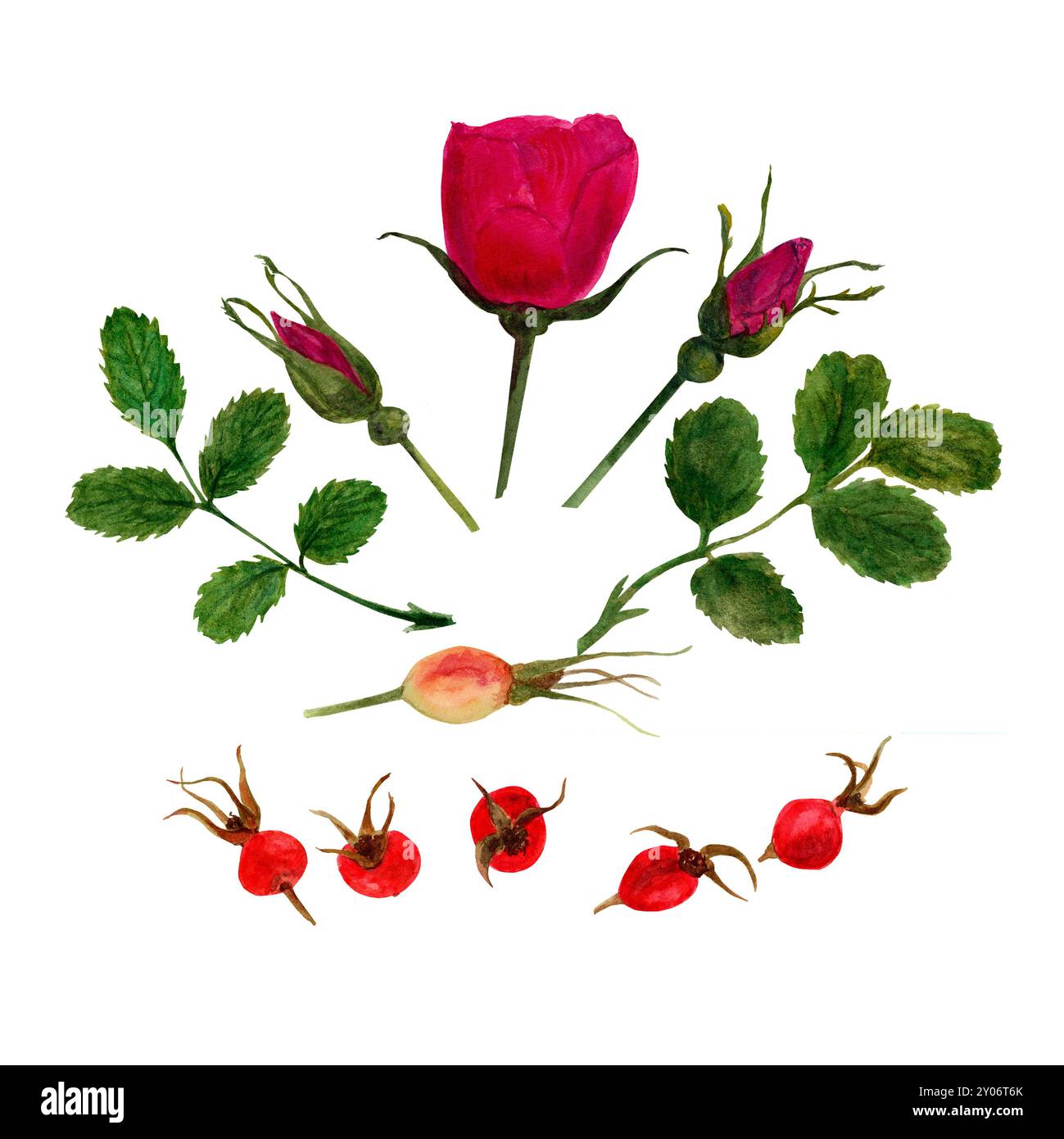 Rosehip watercolor drawing set for design, label, tea packaging, poster ...