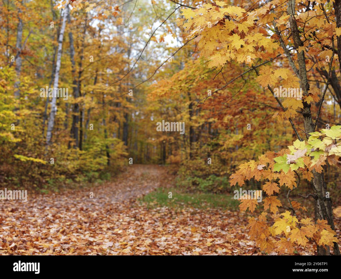 Fall nature scenery with a road covered with fallen tree leaves. Arrowhead Provincial Park ...