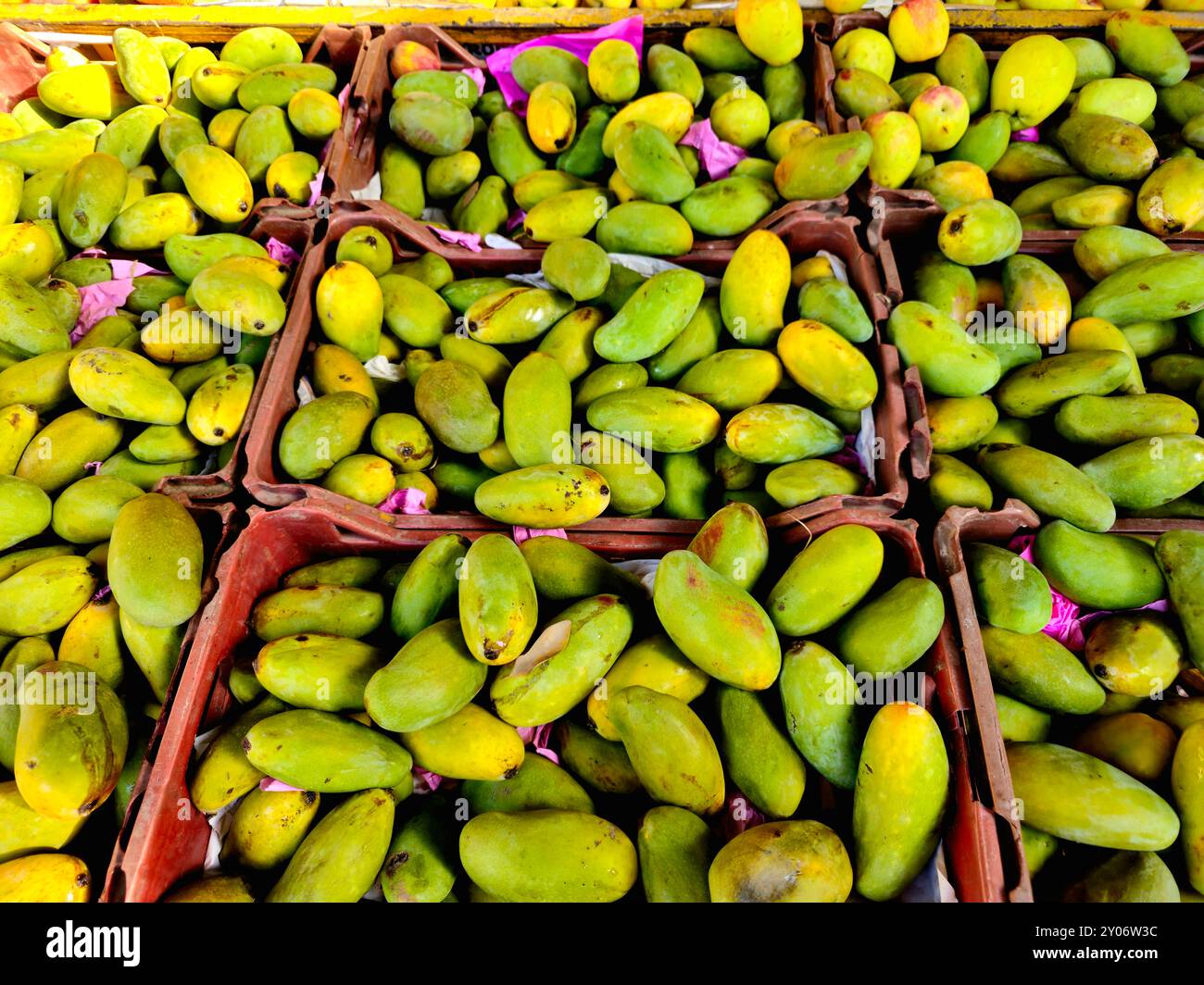Pile of Egyptian fresh mango fruit with tropical delicacy, mangoes are ...
