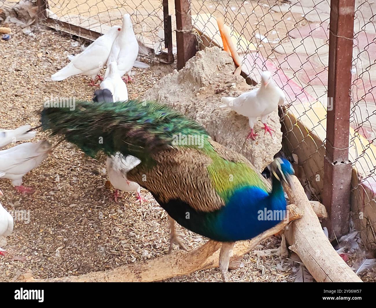 The Indian peafowl (Pavo cristatus), also known as the common peafowl ...