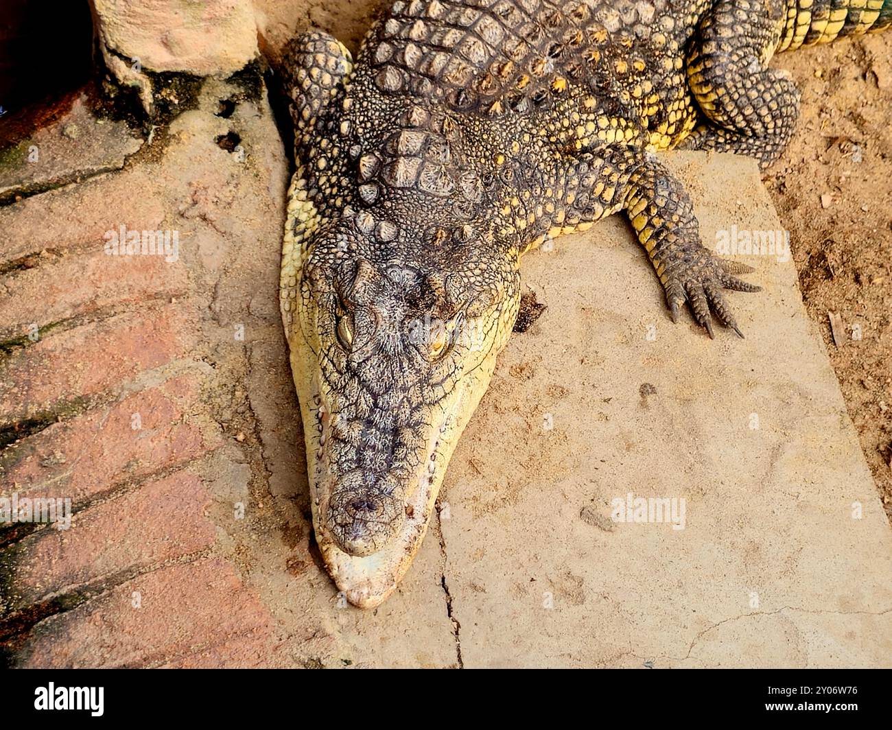 The Nile crocodile (Crocodylus niloticus), a large crocodilian native ...
