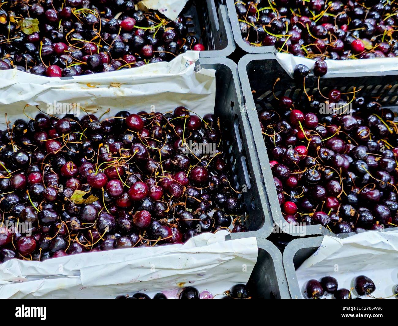 Cherry fruit, herry is the fruit of many plants of the genus Prunus ...
