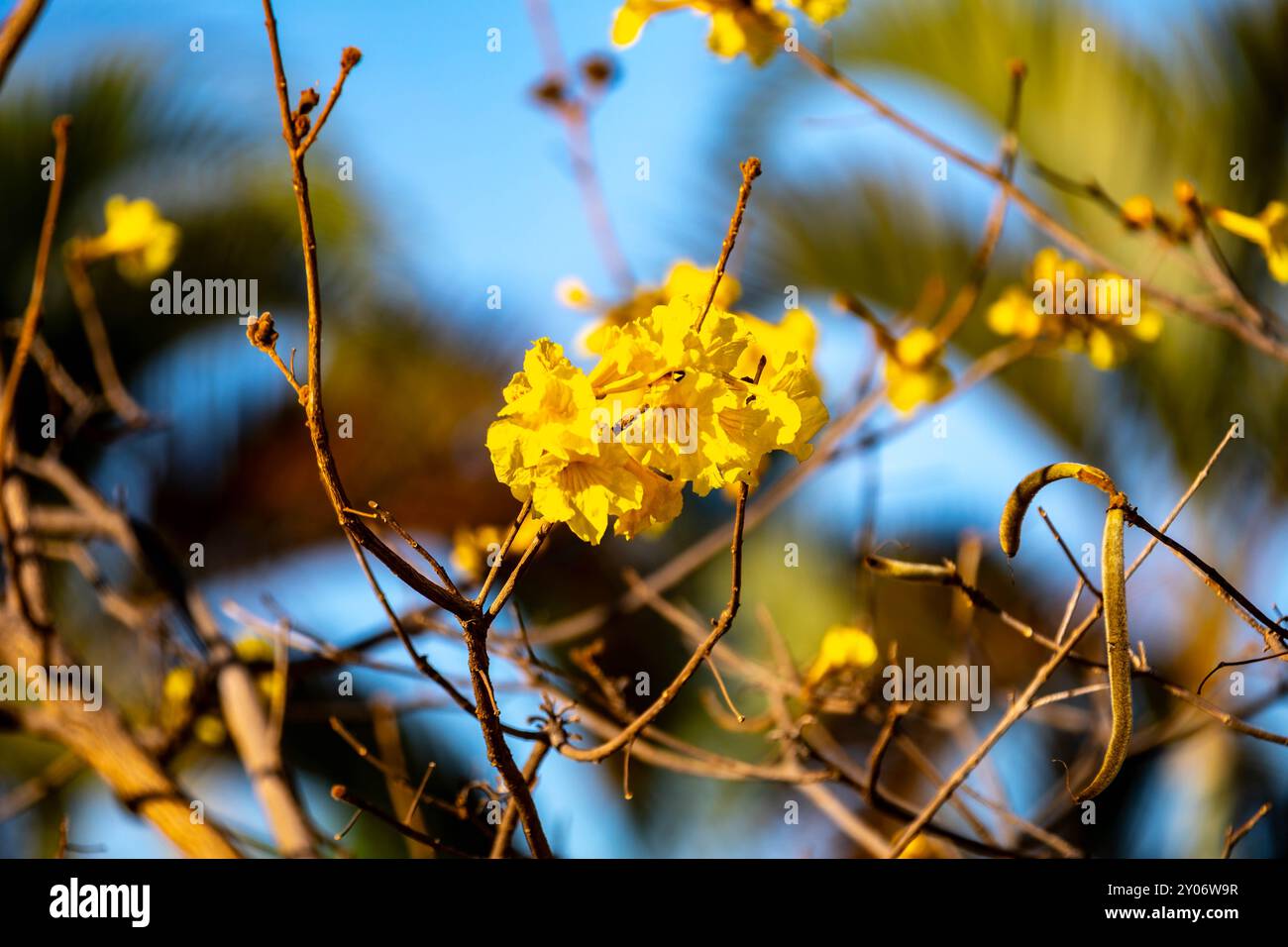 Golden trumpet tree, aka Yellow Ipe. Tabebuia Alba tree, Handroanthus ...