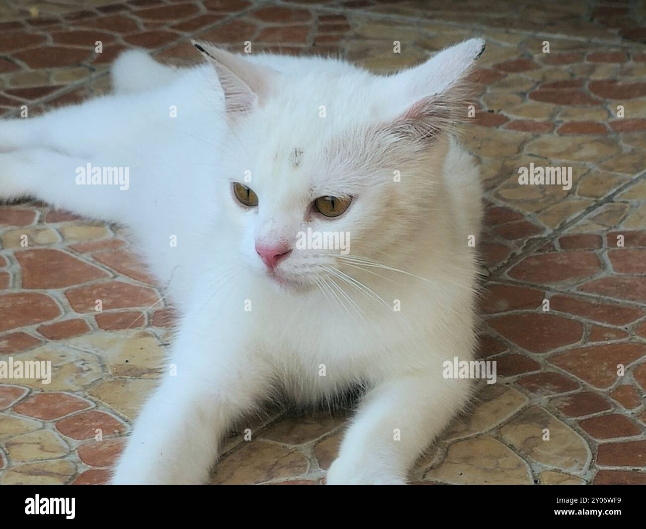 A white feral stray cat, an unowned domestic cat (Felis catus) that ...