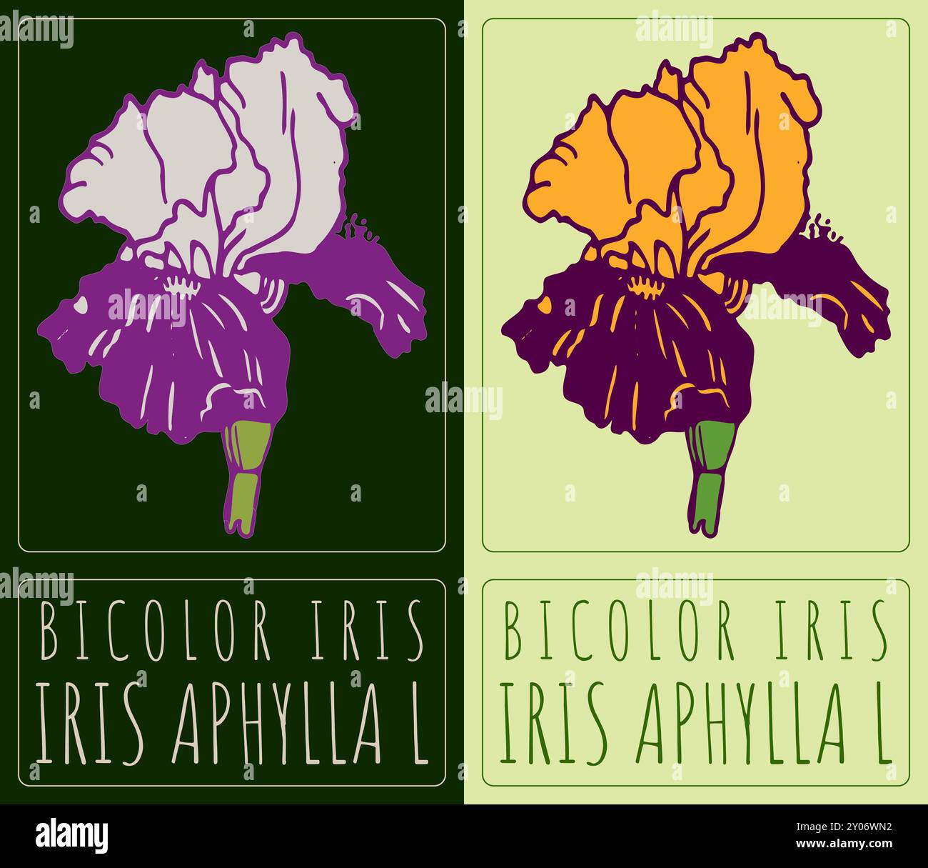 Vector drawing BICOLOR IRIS. Hand drawn illustration. Latin name is IRIS APHYLLA L Stock Vector ...