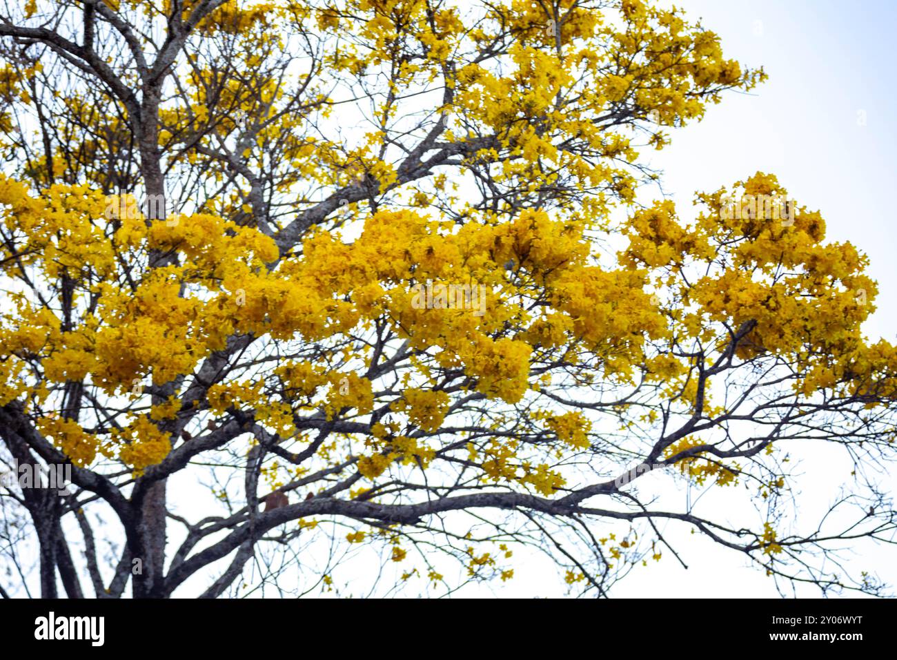 Golden trumpet tree, aka Yellow Ipe. Tabebuia Alba tree, Handroanthus ...