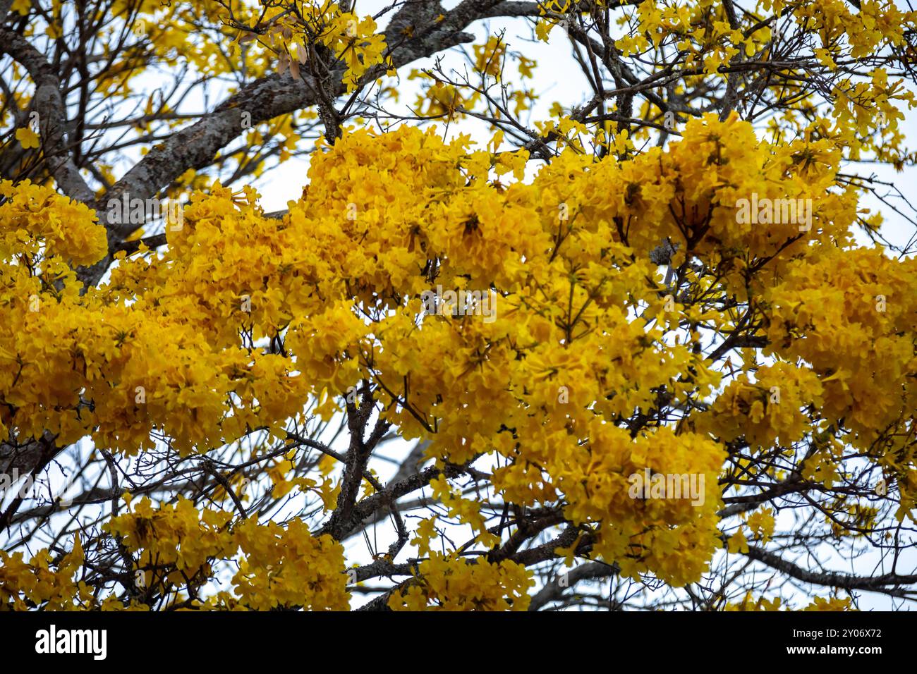 Golden trumpet tree, aka Yellow Ipe. Tabebuia Alba tree, Handroanthus ...