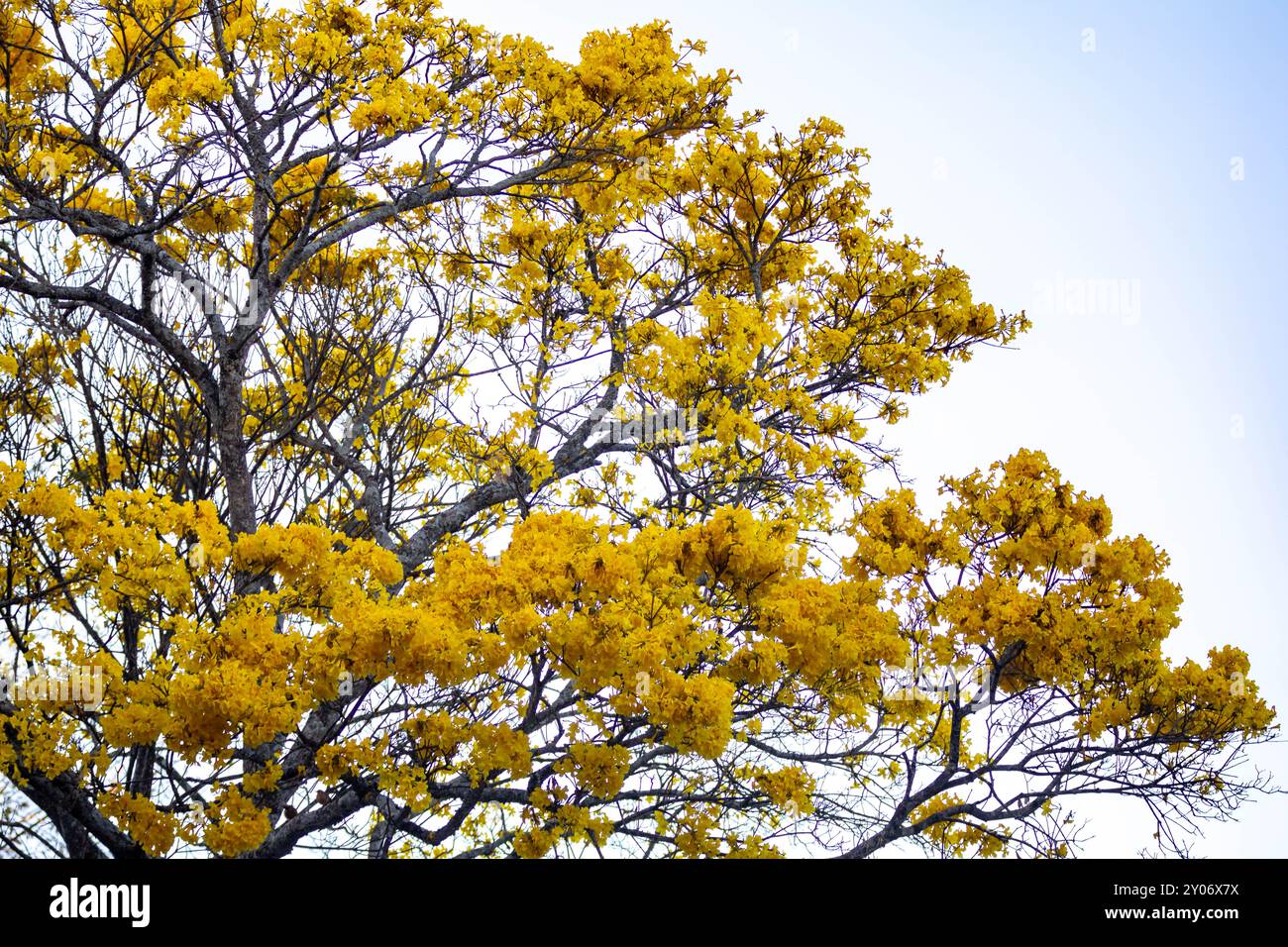 Golden trumpet tree, aka Yellow Ipe. Tabebuia Alba tree, Handroanthus ...
