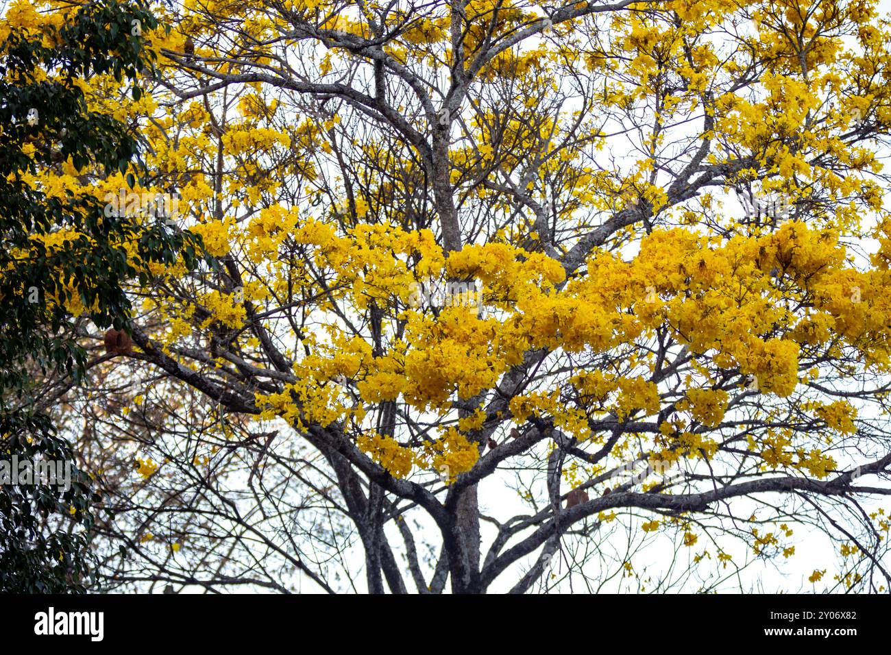 Golden trumpet tree, aka Yellow Ipe. Tabebuia Alba tree, Handroanthus ...