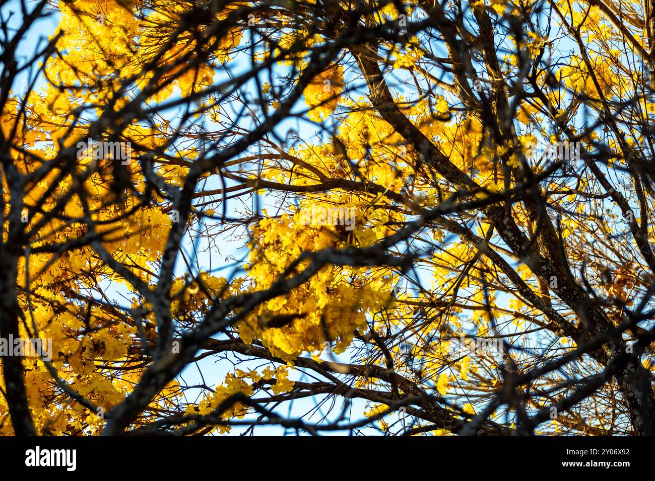 Golden trumpet tree, aka Yellow Ipe. Tabebuia Alba tree, Handroanthus ...