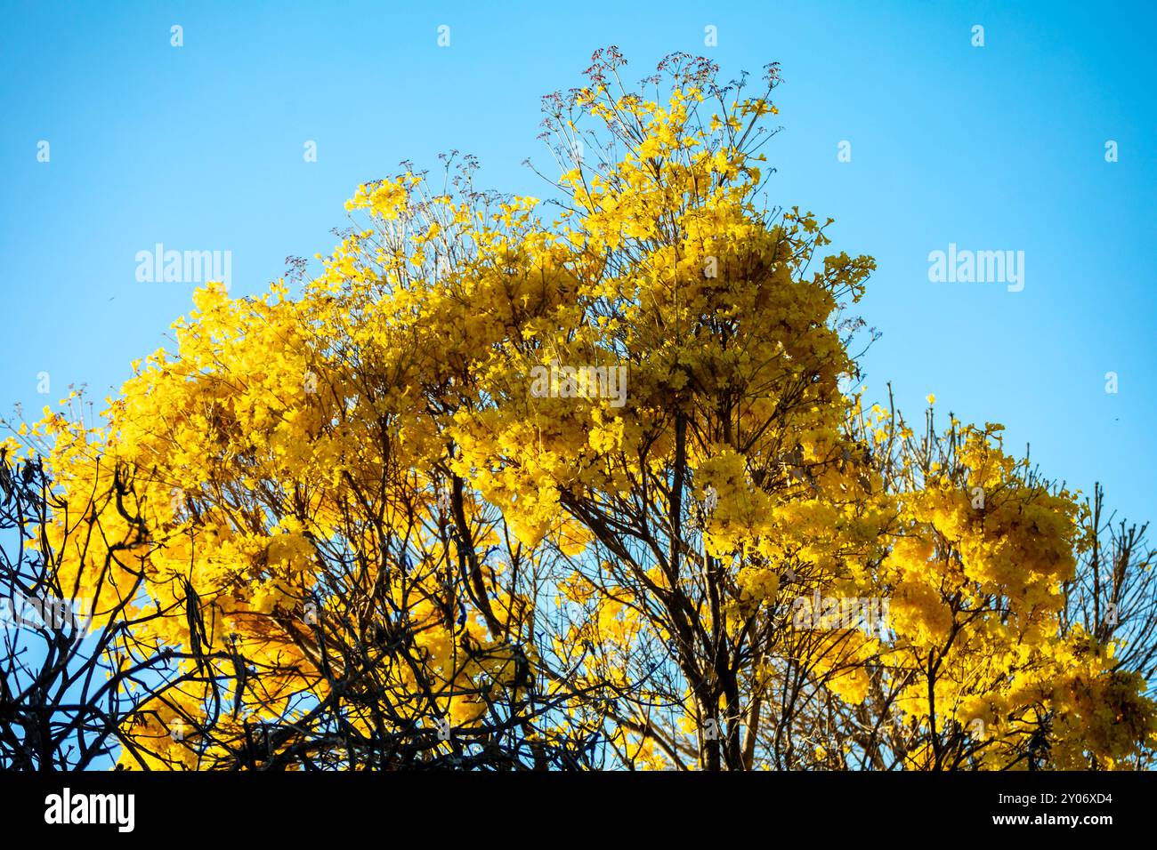 Golden trumpet tree, aka Yellow Ipe. Tabebuia Alba tree, Handroanthus ...