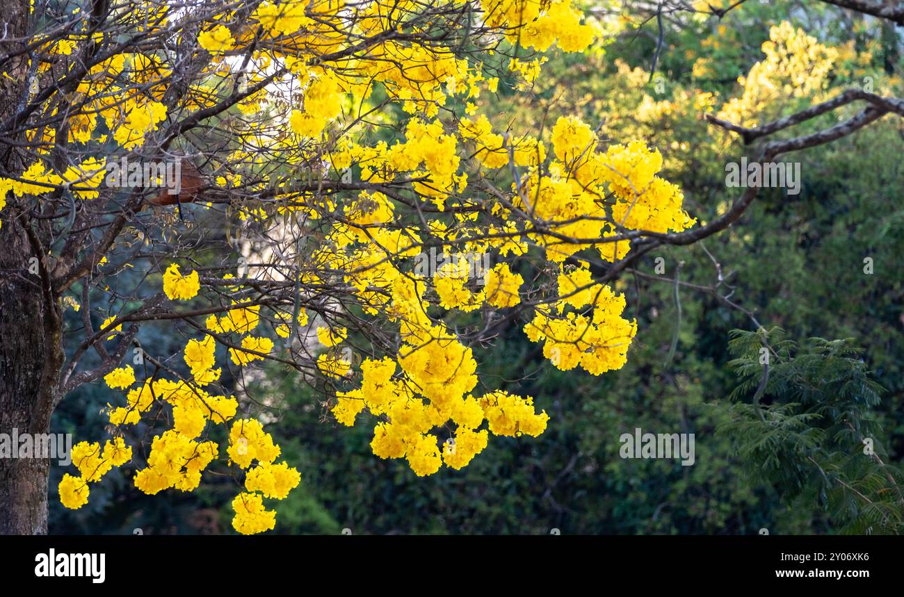Golden trumpet tree, aka Yellow Ipe. Tabebuia Alba tree, Handroanthus ...