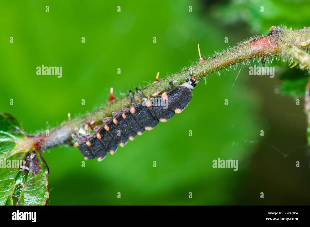 Common glow worm larva hi-res stock photography and images - Alamy