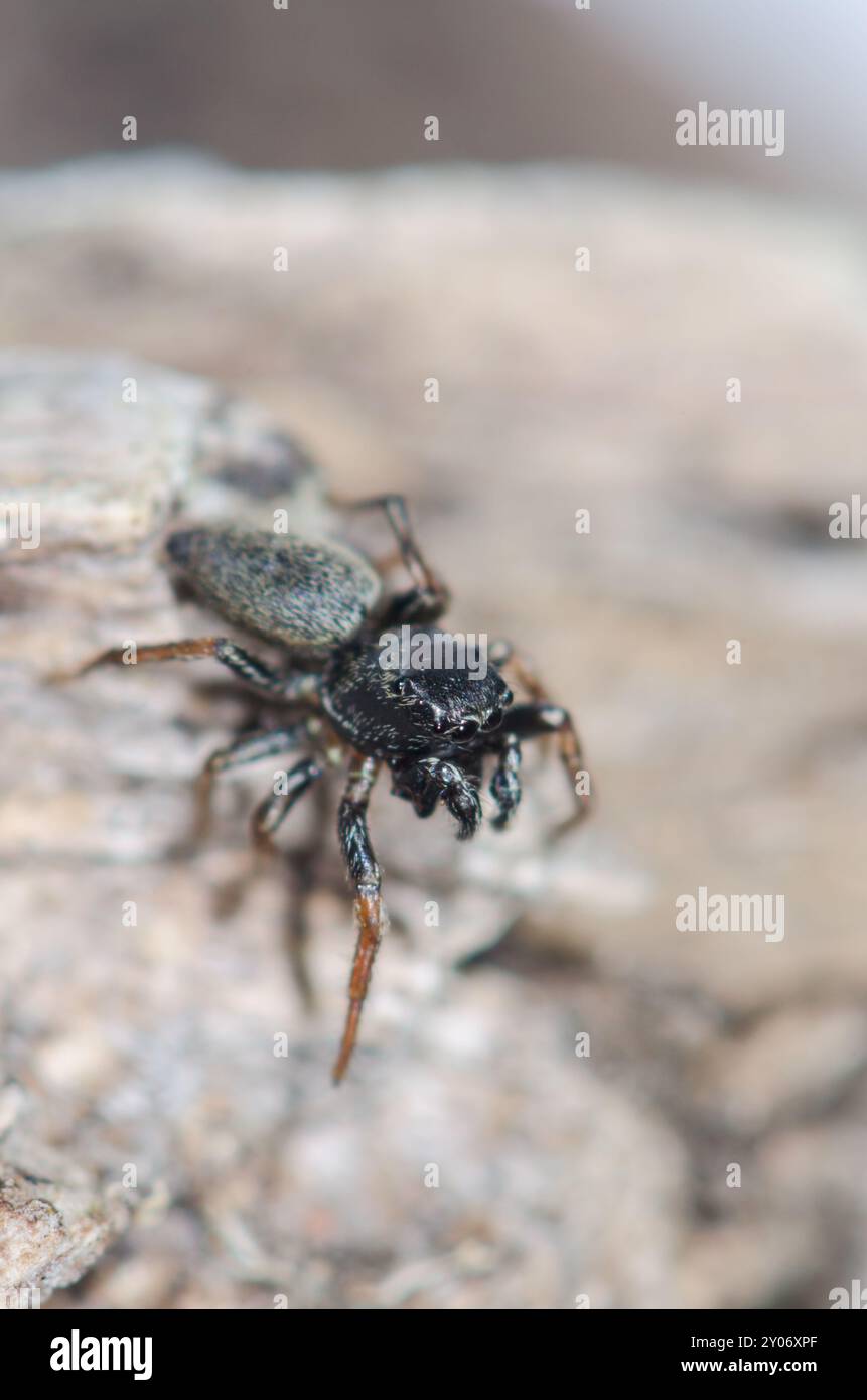 Copper Sun Jumper Jumping Spider (Heliophanus cupreus) Male. Salticidae ...