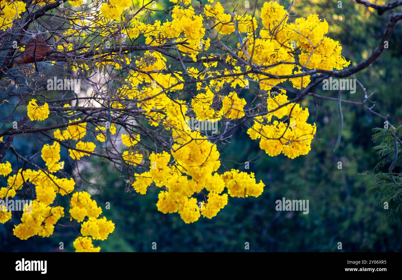 Golden trumpet tree, aka Yellow Ipe. Tabebuia Alba tree, Handroanthus ...
