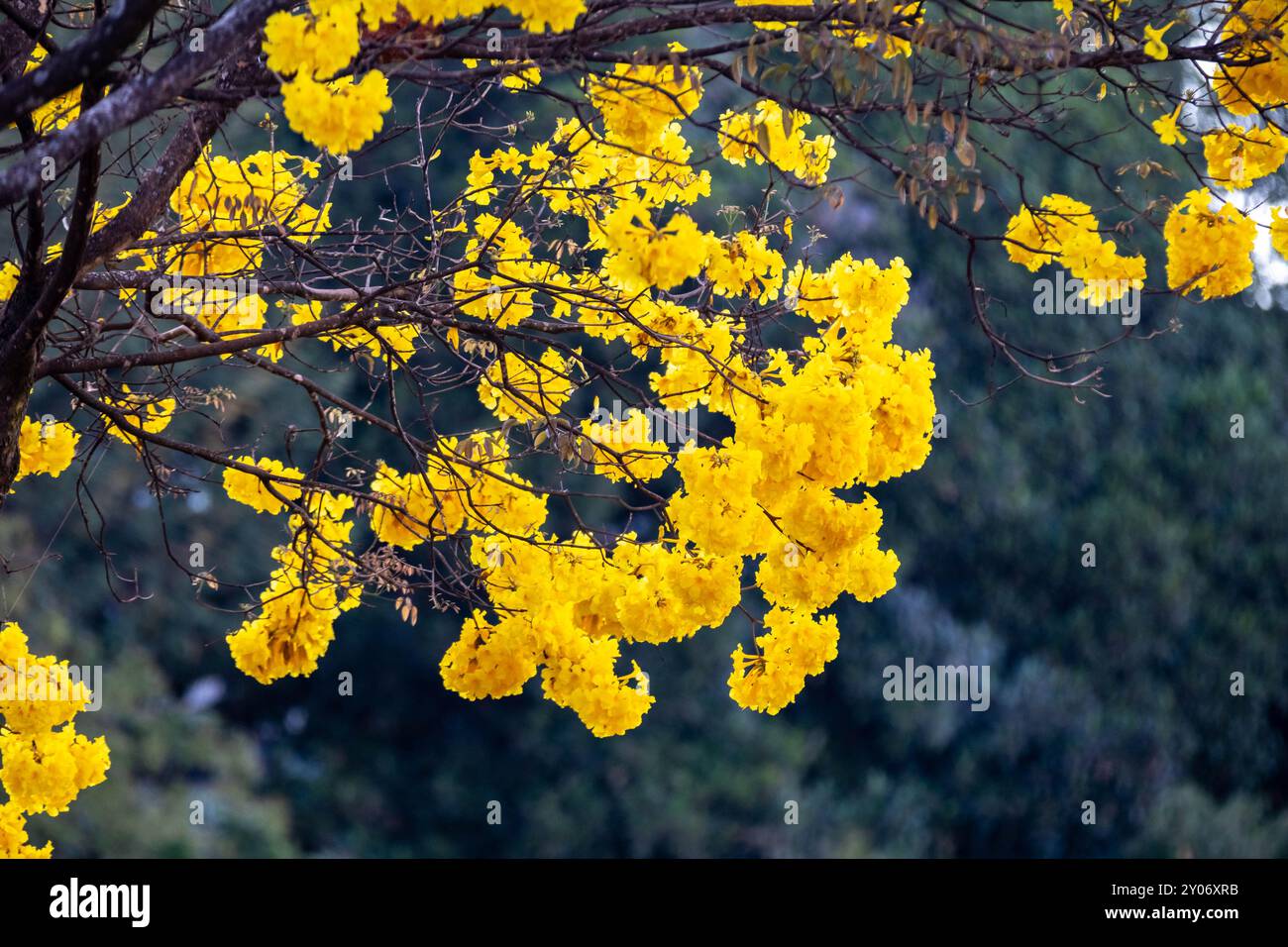 Golden trumpet tree, aka Yellow Ipe. Tabebuia Alba tree, Handroanthus ...