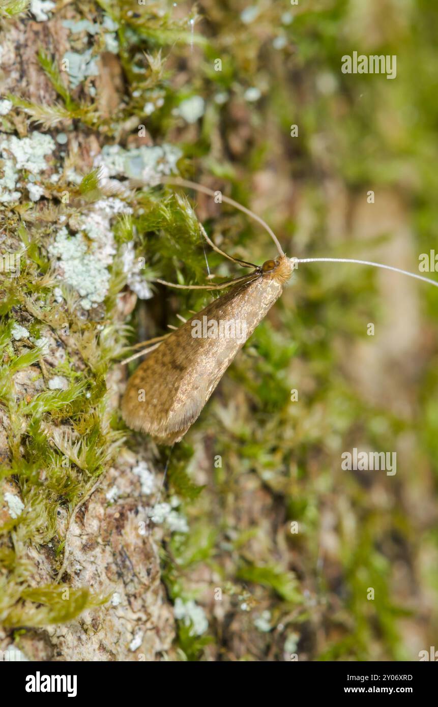 Dark dotted Longhorn Moth (Nematopogon metaxella), Adelidae. Sussex, UK ...