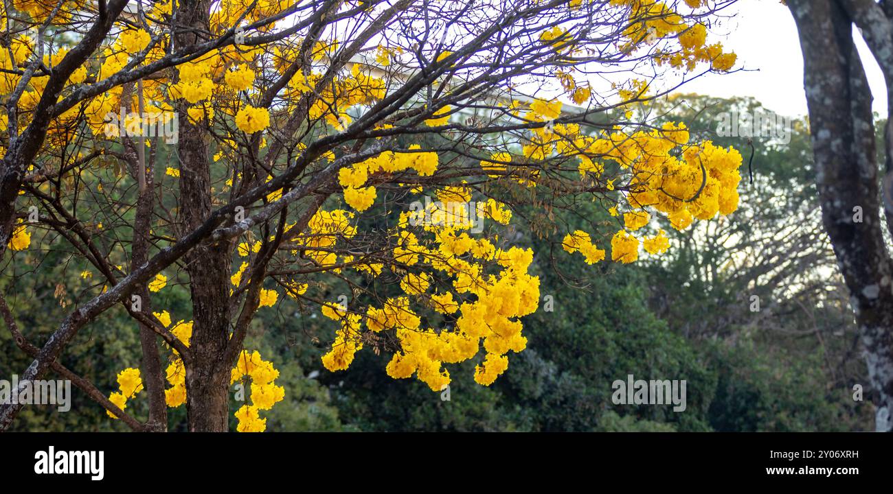 Golden trumpet tree, aka Yellow Ipe. Tabebuia Alba tree, Handroanthus ...