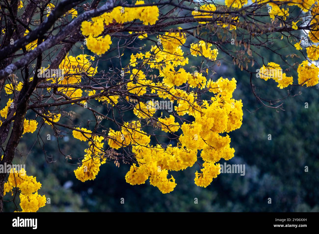 Golden trumpet tree, aka Yellow Ipe. Tabebuia Alba tree, Handroanthus ...