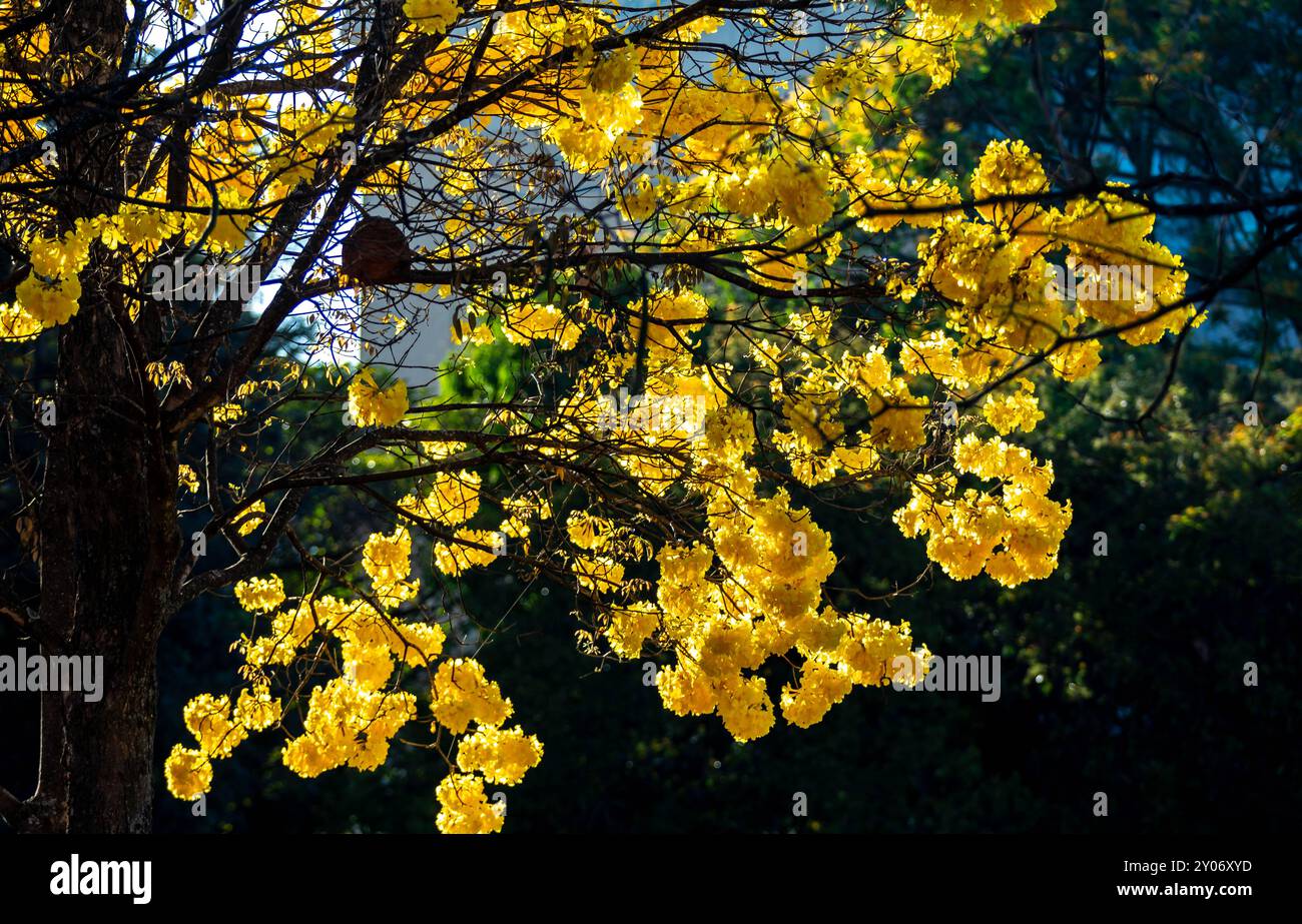 Golden trumpet tree, aka Yellow Ipe. Tabebuia Alba tree, Handroanthus ...