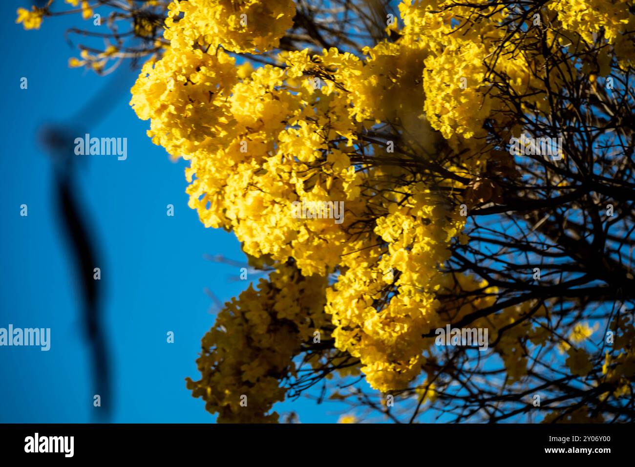 Golden trumpet tree, aka Yellow Ipe. Tabebuia Alba tree, Handroanthus ...