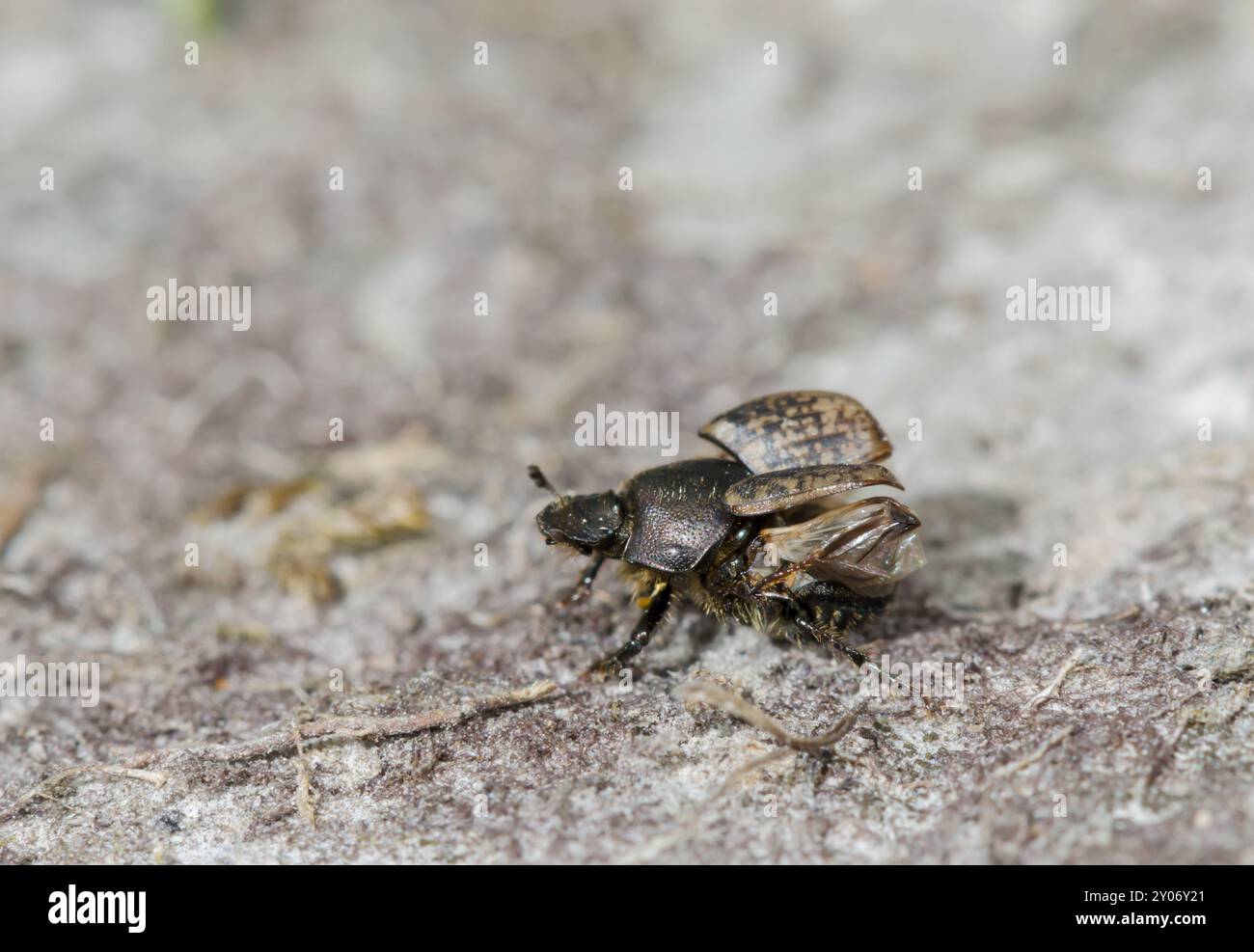 Female Dung beetle (Onthophagus similis) about to fly (2 of 2 ...