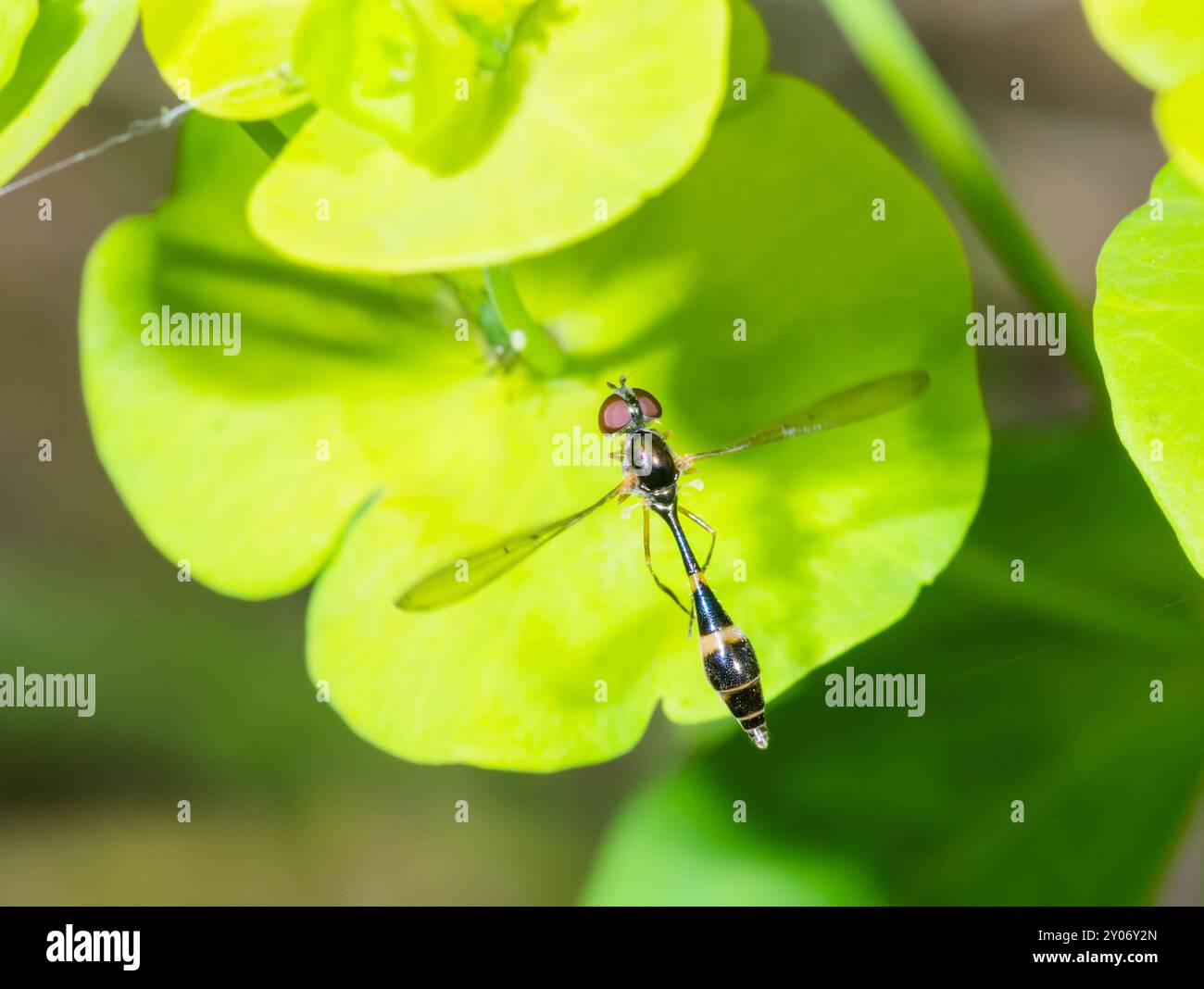Female Gossamer Hoverfly (Baccha elongata) in flight - insect hovering ...