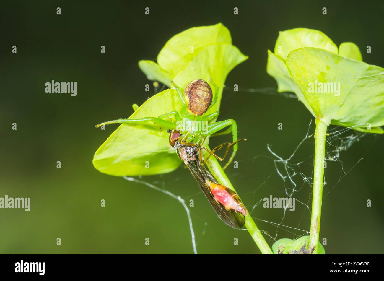Female Green Crab Spider (Diaea dorsata) with captured Gossamer ...