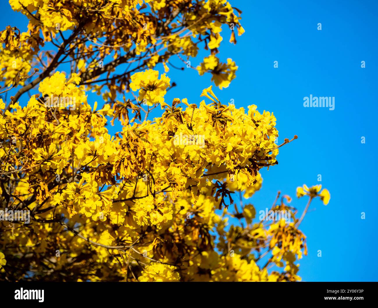 Golden trumpet tree, aka Yellow Ipe. Tabebuia Alba tree, Handroanthus ...