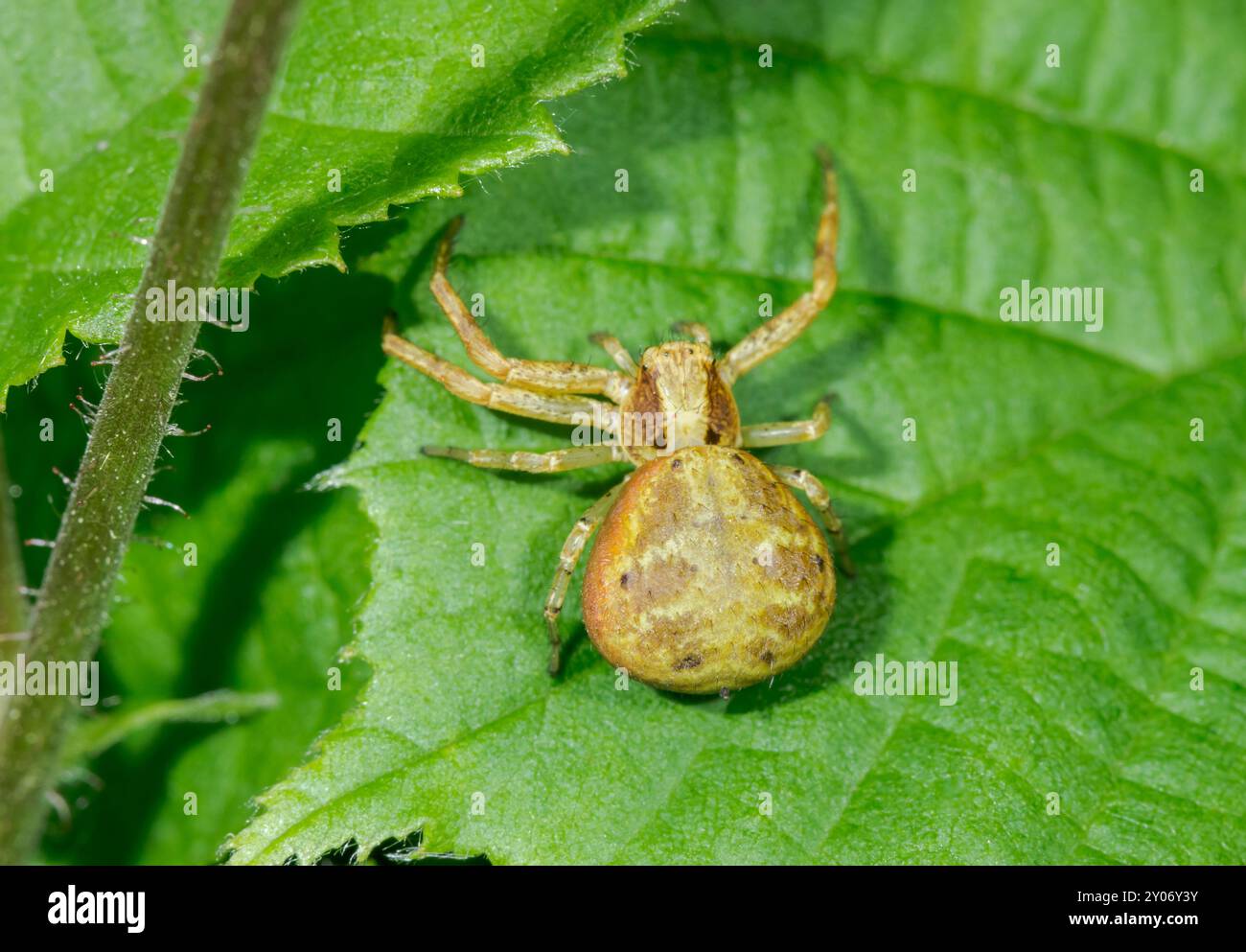 Female Red Crab Spider (Xysticus lanio). Thomisidae. Sussex, UK Stock ...